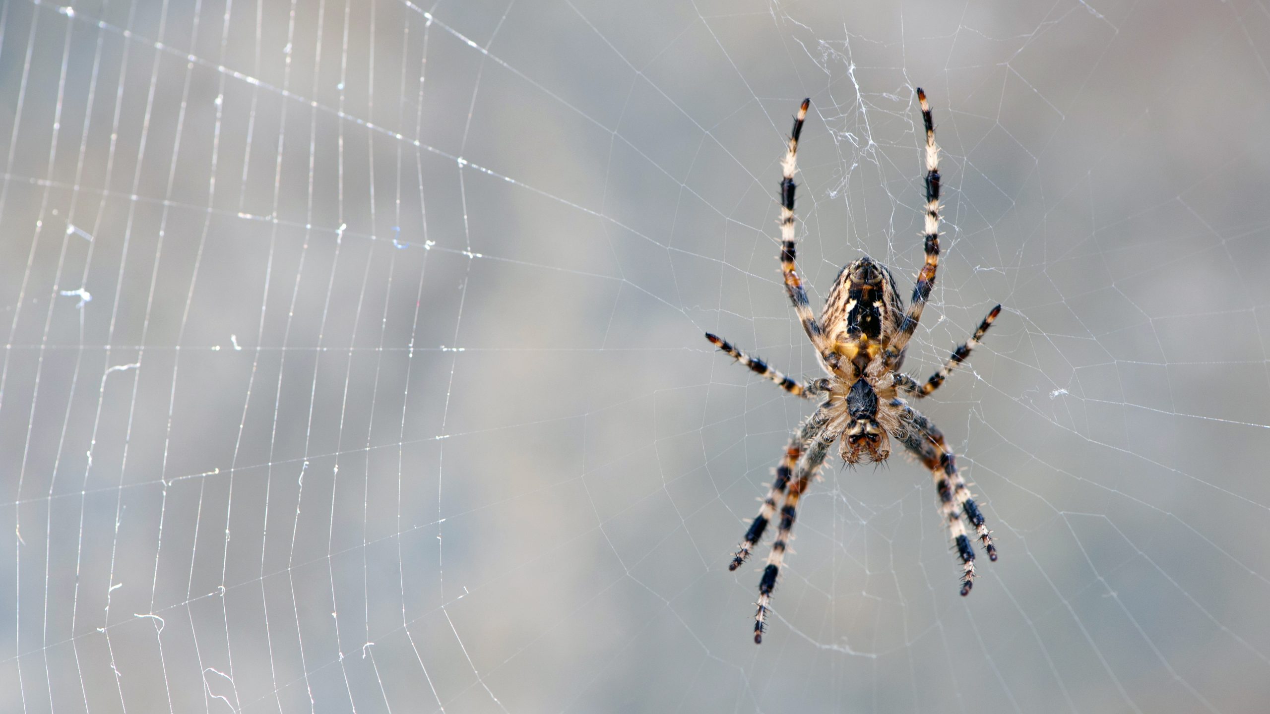 Common Midwestern Spiders